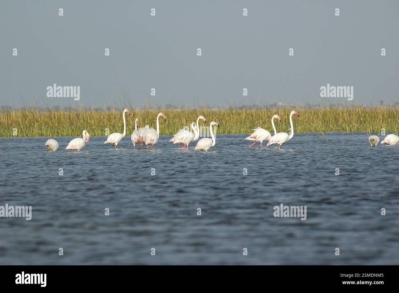 Flamingo birds in water, Nalsarovar, Gujarat, India, Asia Stock Photo ...