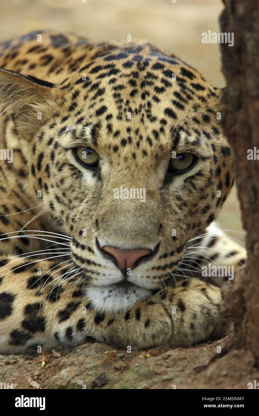 Leopard Panthera Pardus staring in Guwahati zoo, Assam, India, Asia ...