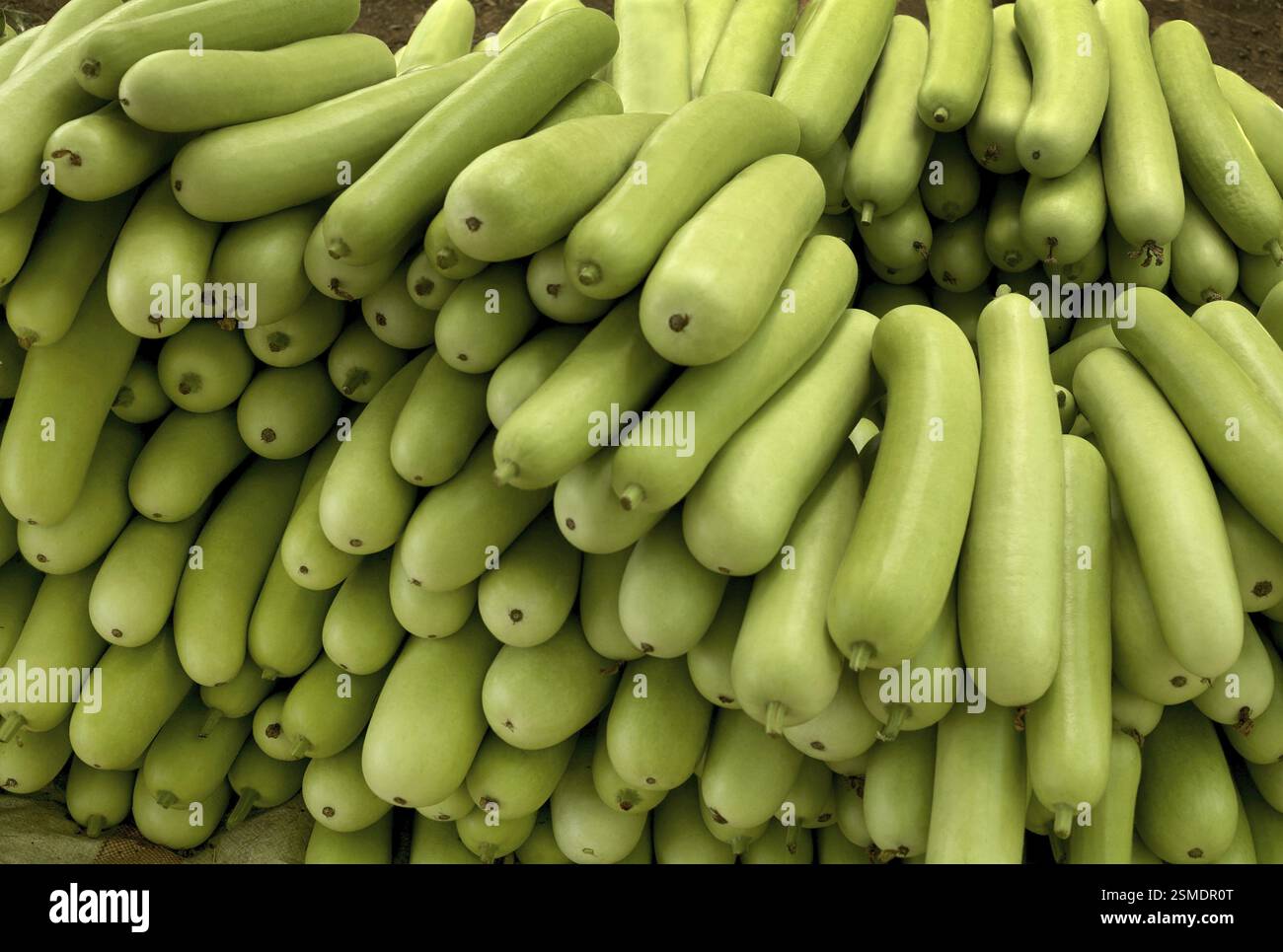 Vegetable, bottle guard, India, Asia Stock Photo - Alamy