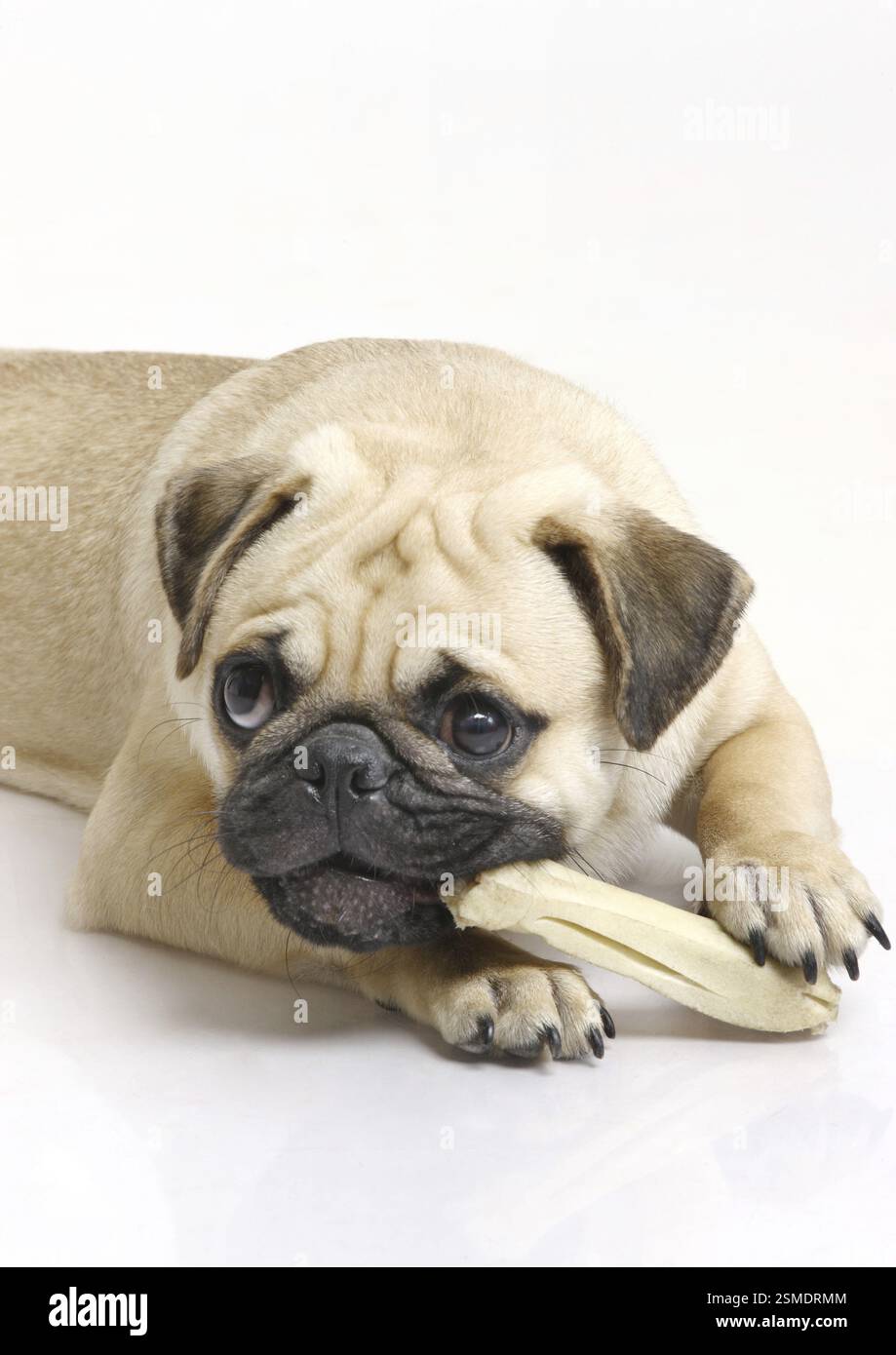 Dog Pug Male Black Muzzle playing posing on white background Stock ...
