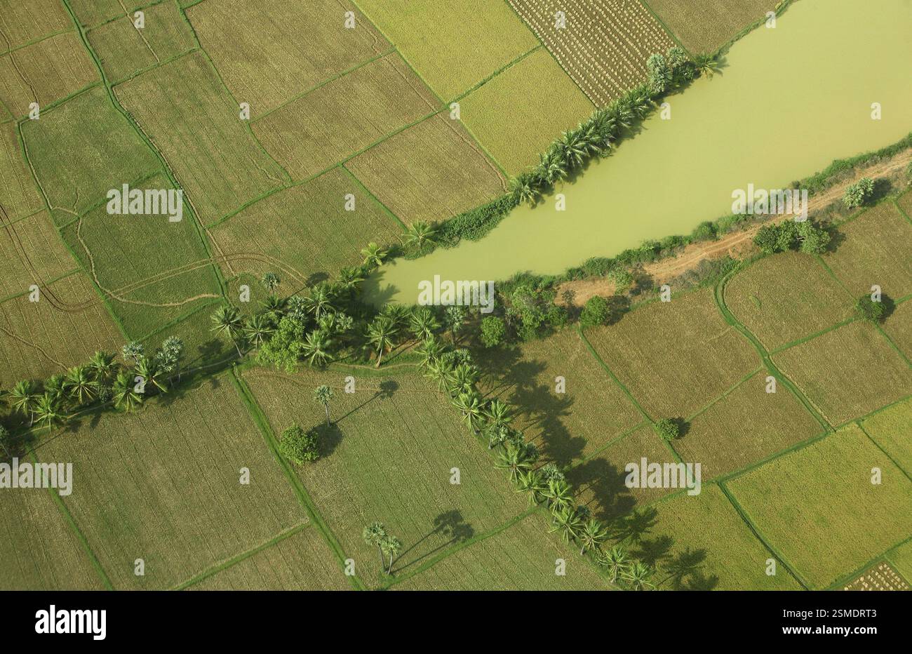 Aerial view of field surrounding palm trees, Andhra Pradesh, India ...