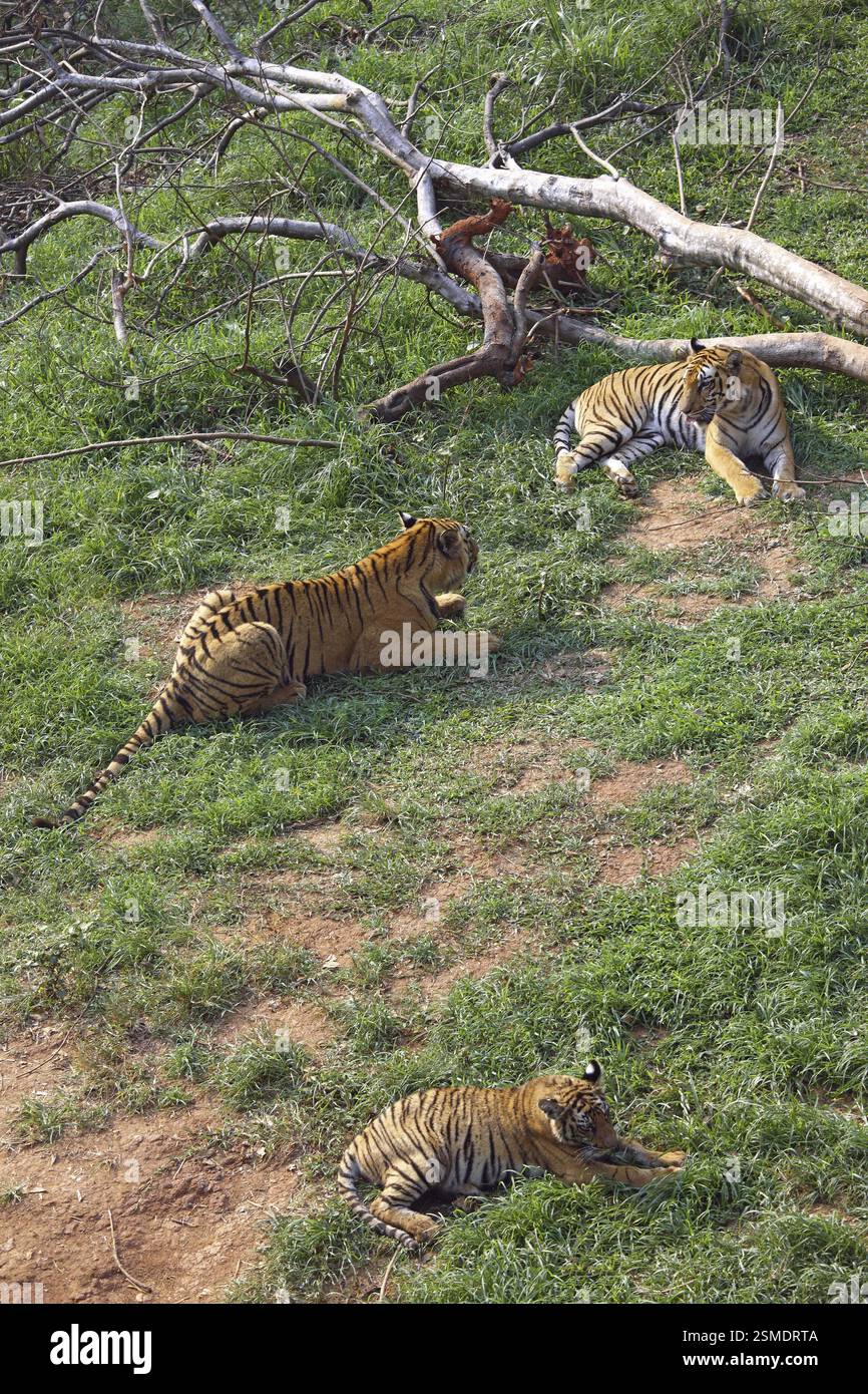 Bengal Tiger and Tigress with cub Panthera tigris in Guwahati zoo ...
