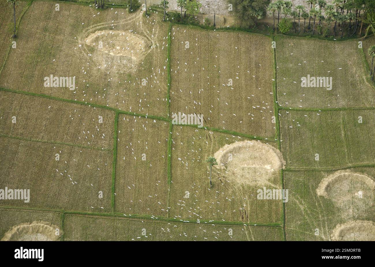 Aerial view of uncultivated field, Andhra Pradesh, India, Asia Stock ...