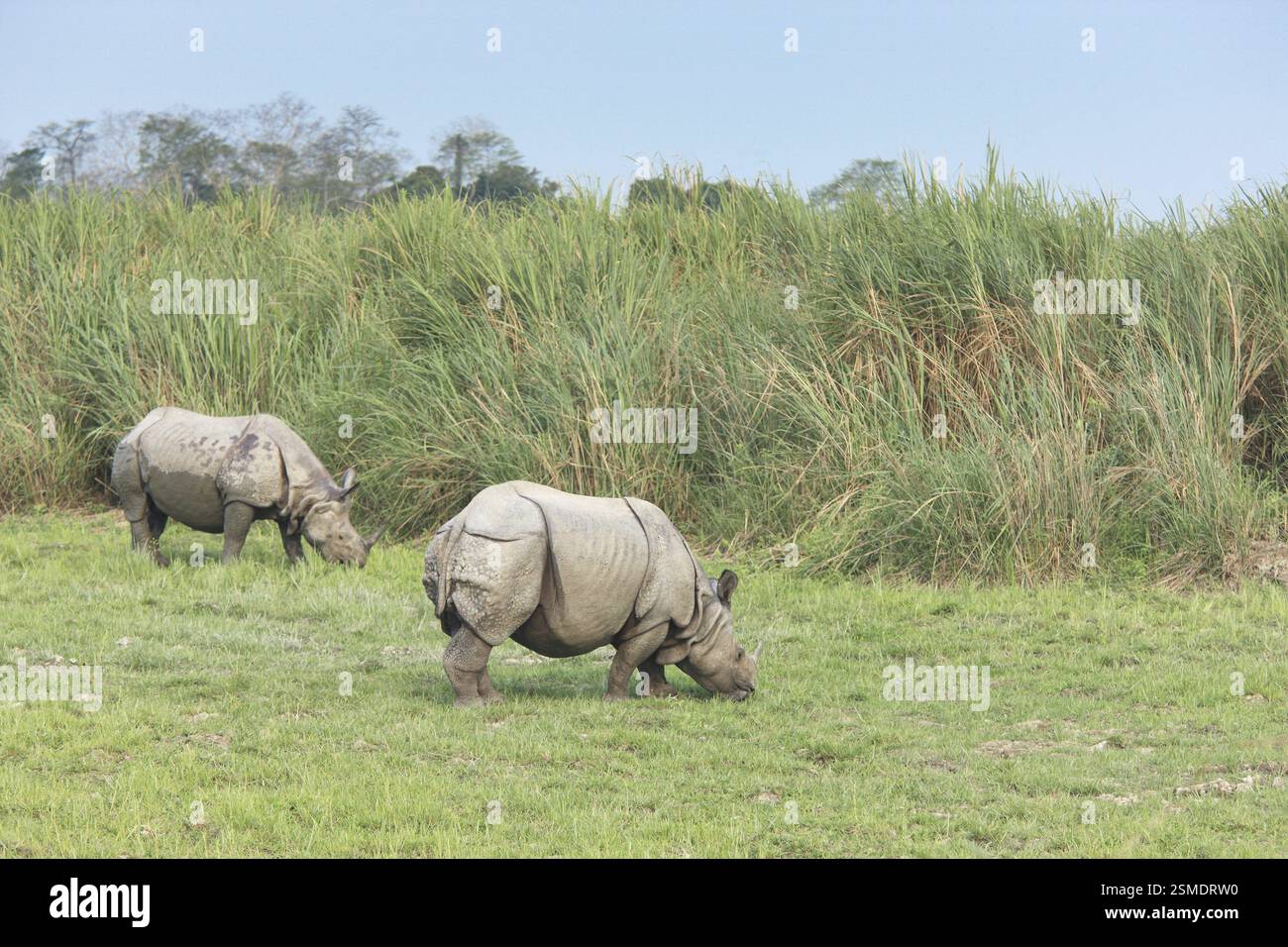 Rhino one horned Rhinoceros unicornis grazing in Kaziranga national ...