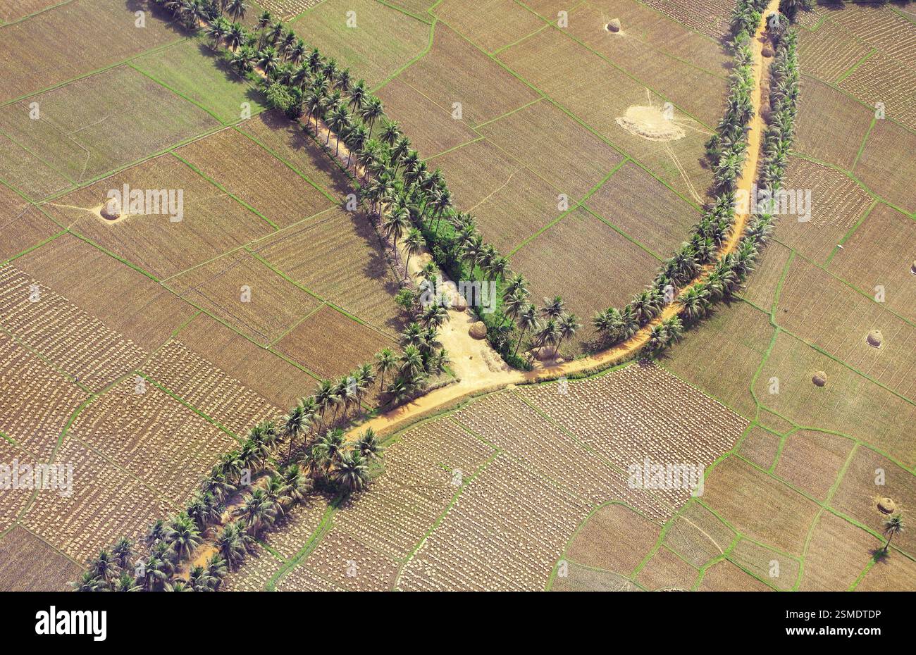 Aerial view of field surrounded by palm trees, Andhra Pradesh, India ...
