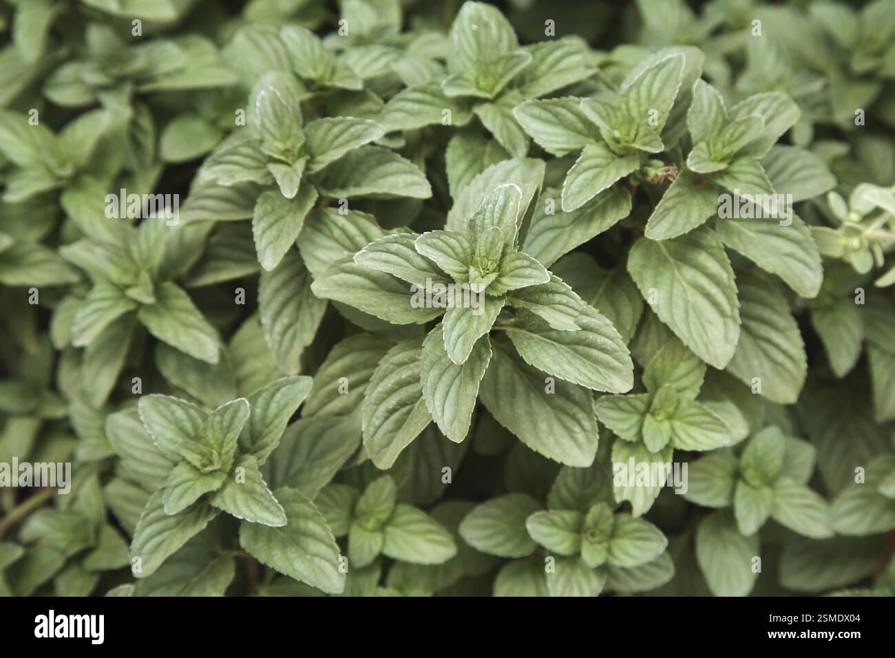 Medicinal plant Citrus Mint orange mint Mentha citrata Stock Photo - Alamy