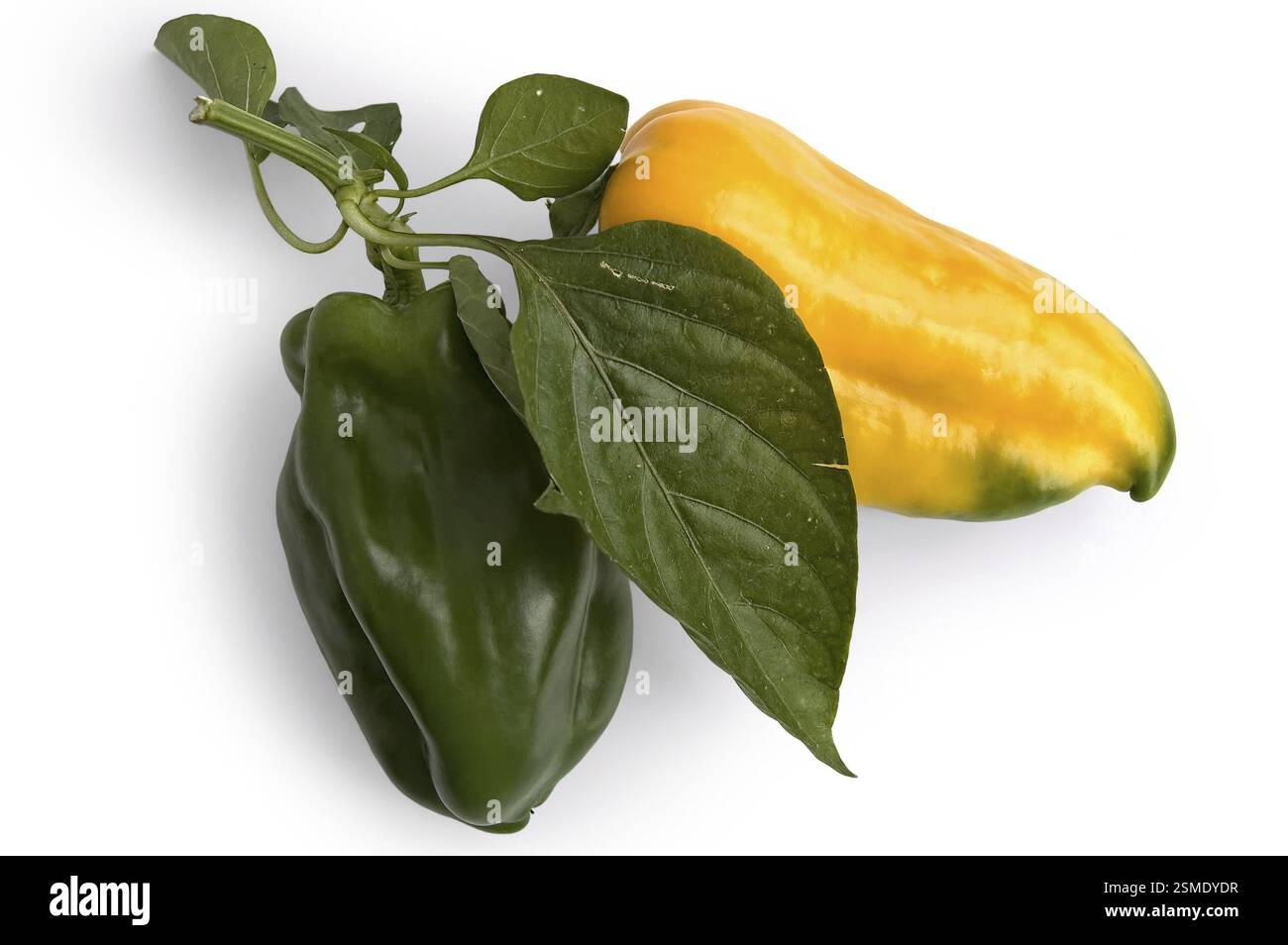 Green and yellow bell peppers with green leaf isolated on white ...