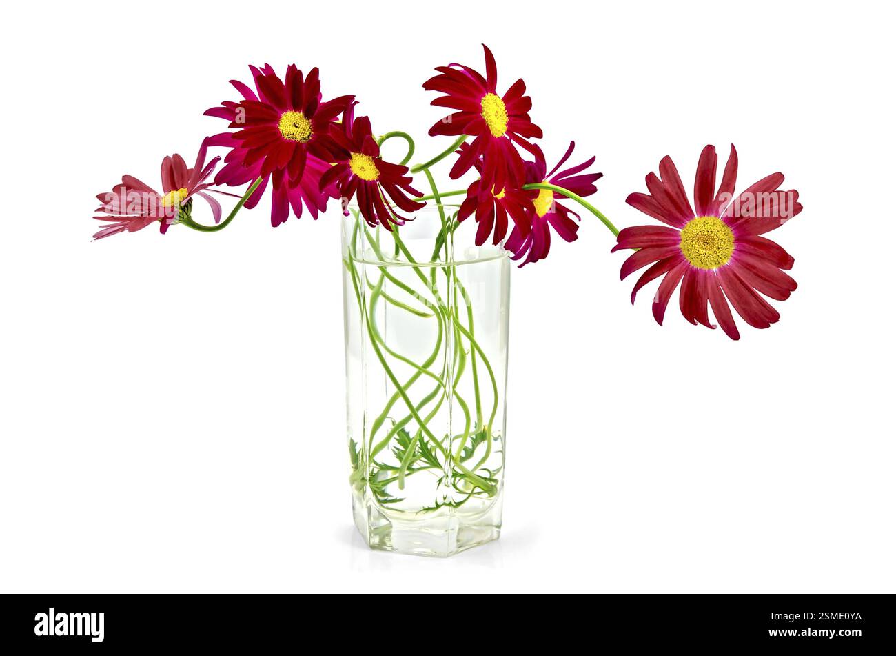 Bouquet of crimson flowers of pyrethrum in tall glass with water ...
