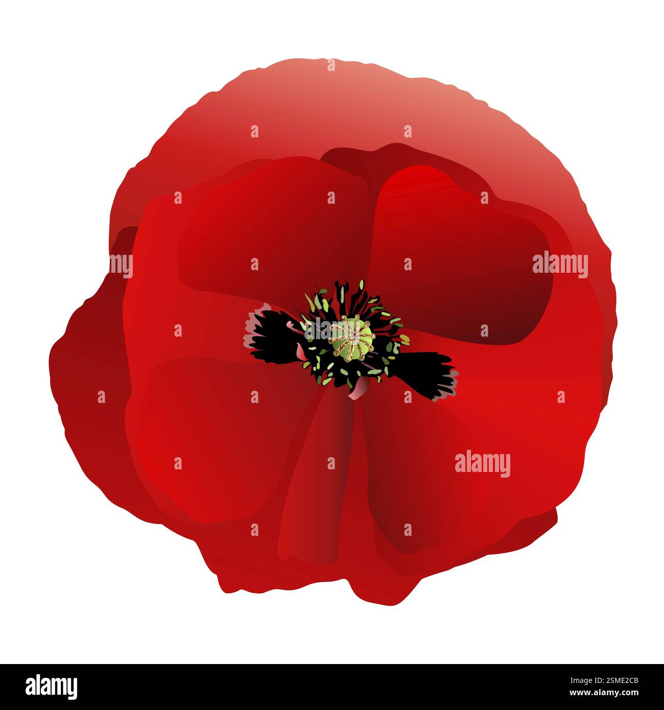 Red poppy flowers corn Cut Out Stock Images & Pictures - Alamy