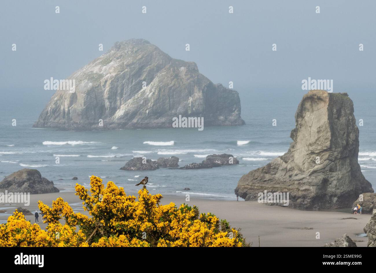 Bandon Oregon Beach with sea stacks and gorse Stock Photo - Alamy