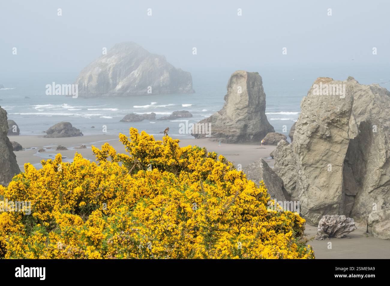Bandon Oregon Beach with sea stacks and gorse Stock Photo - Alamy