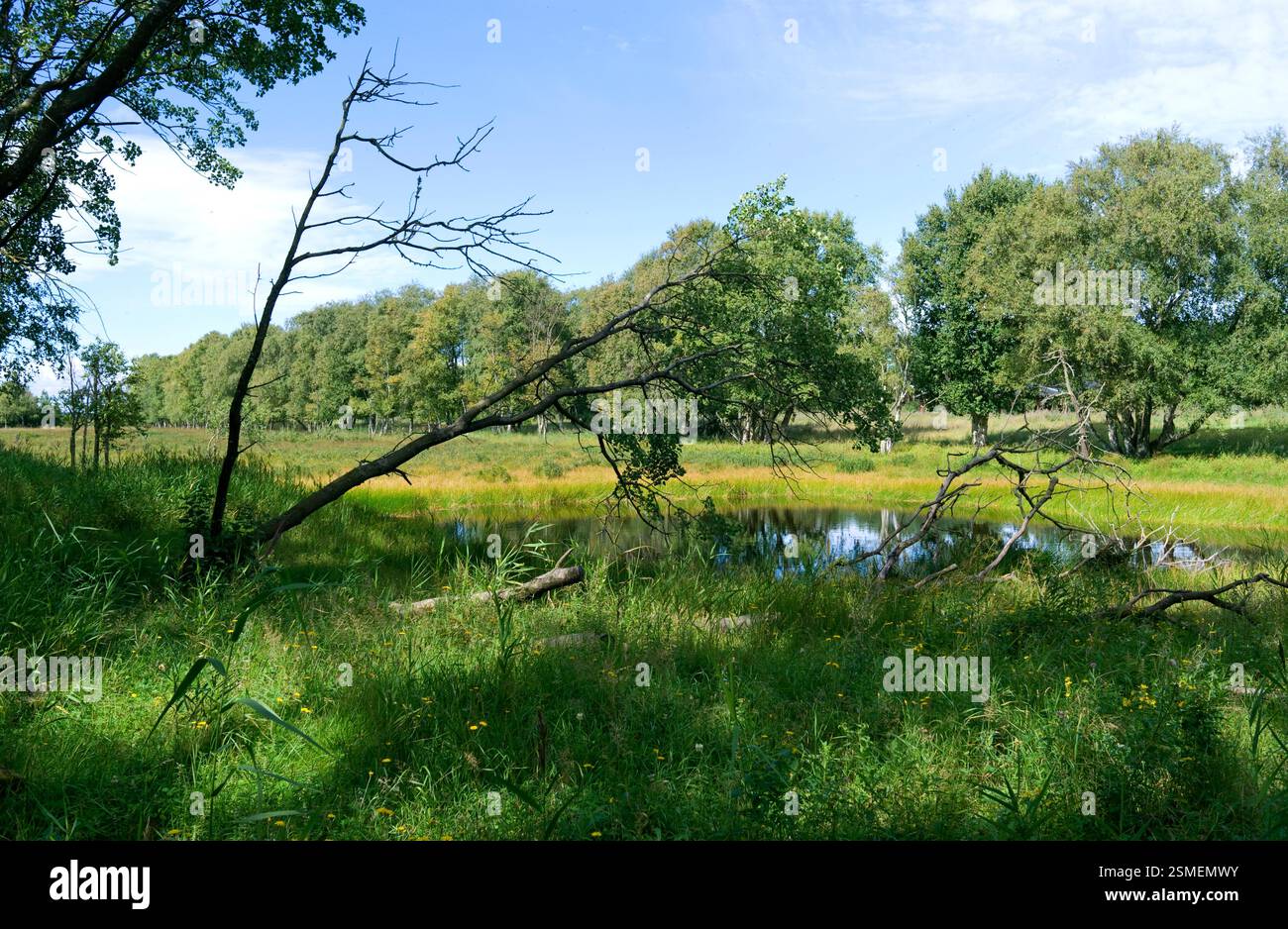 Laesoe, Denmark: Nature reserve Kaerene moorland Stock Photo - Alamy