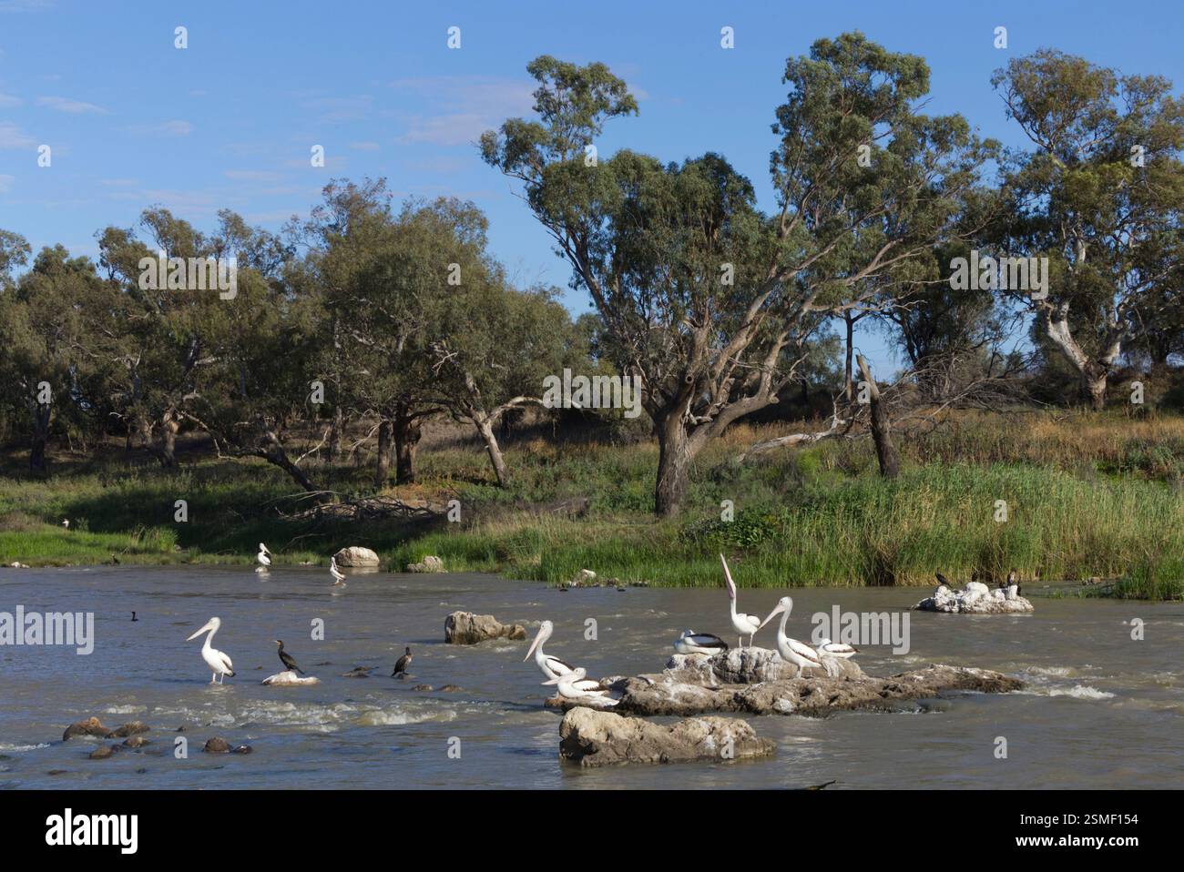 Australian Pelican's fishing amongst the Aboriginal Fish Traps on the ...