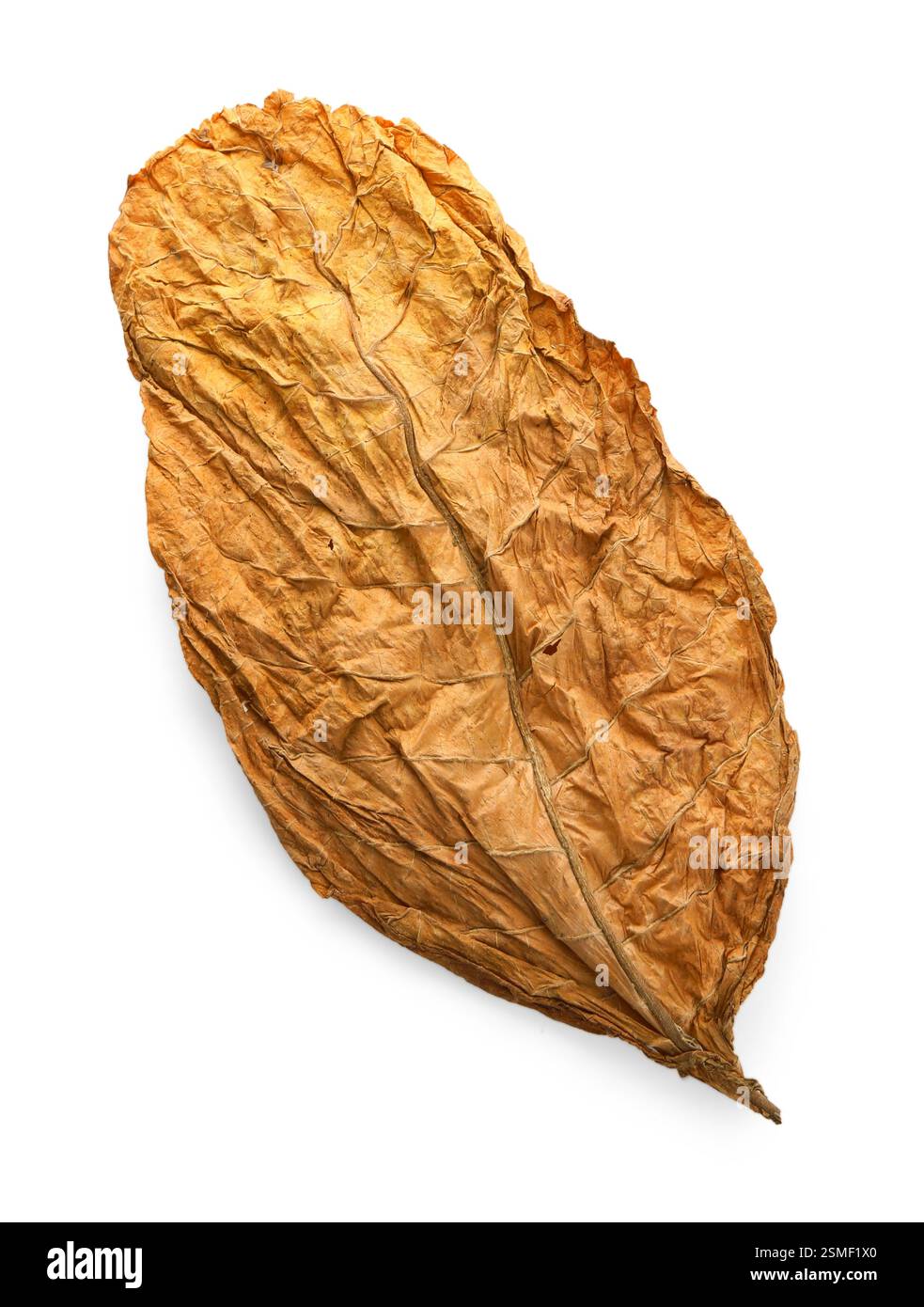 Dried tobacco leaf isolated on white, top view Stock Photo - Alamy