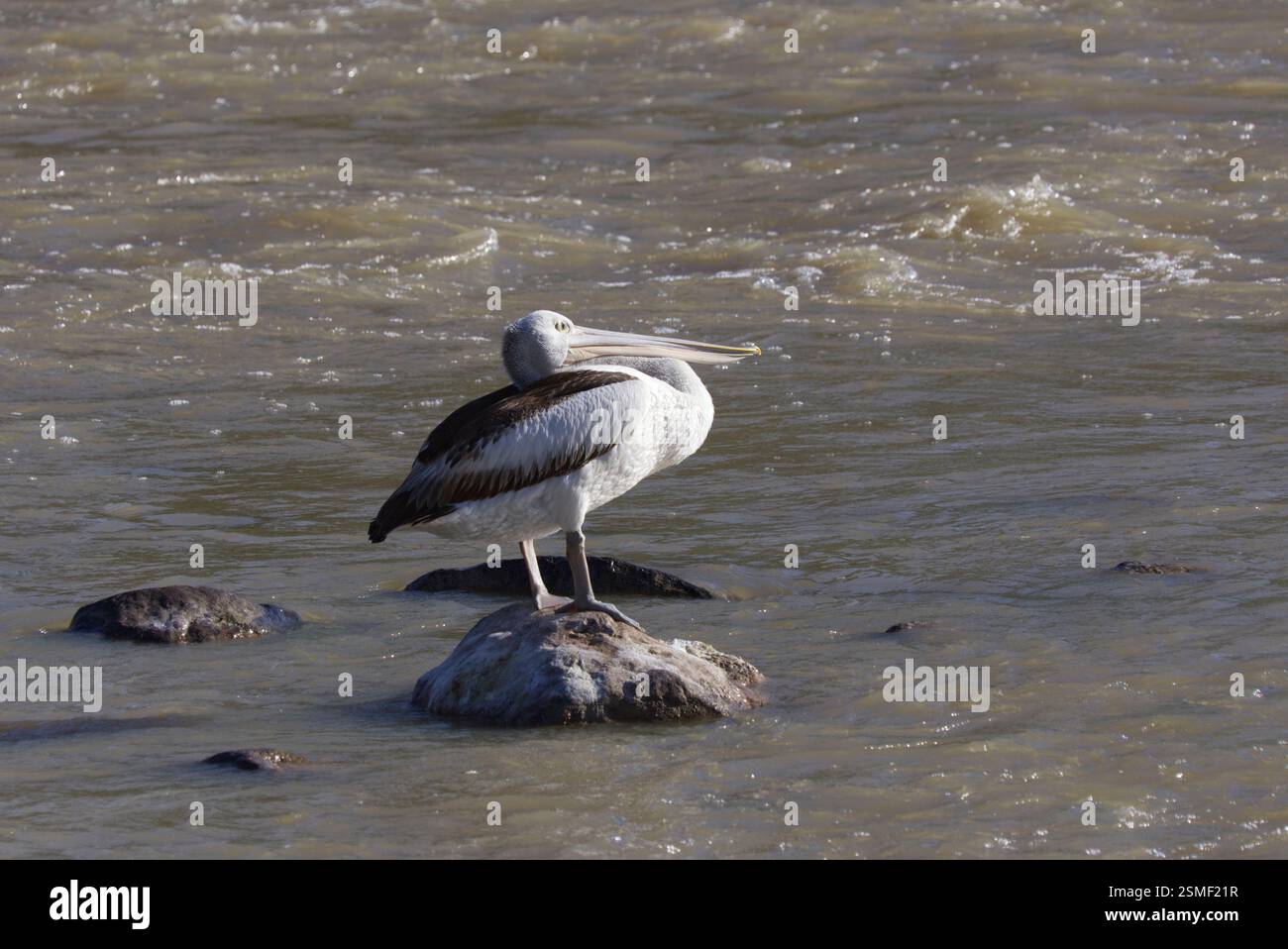 Australian Pelican's fishing amongst the Aboriginal Fish Traps on the ...