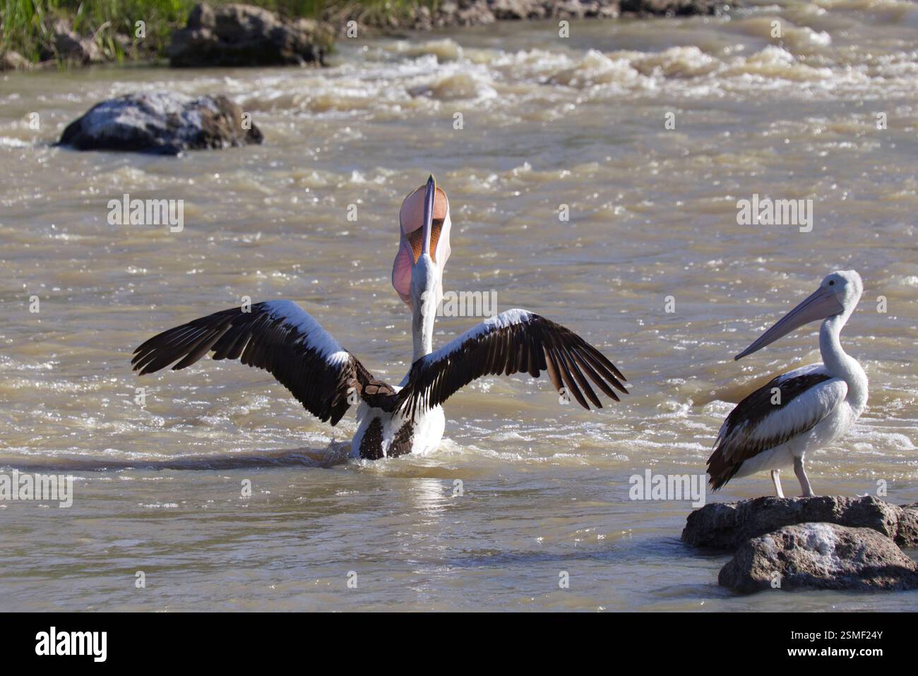 Australian Pelican's fishing amongst the Aboriginal Fish Traps on the ...