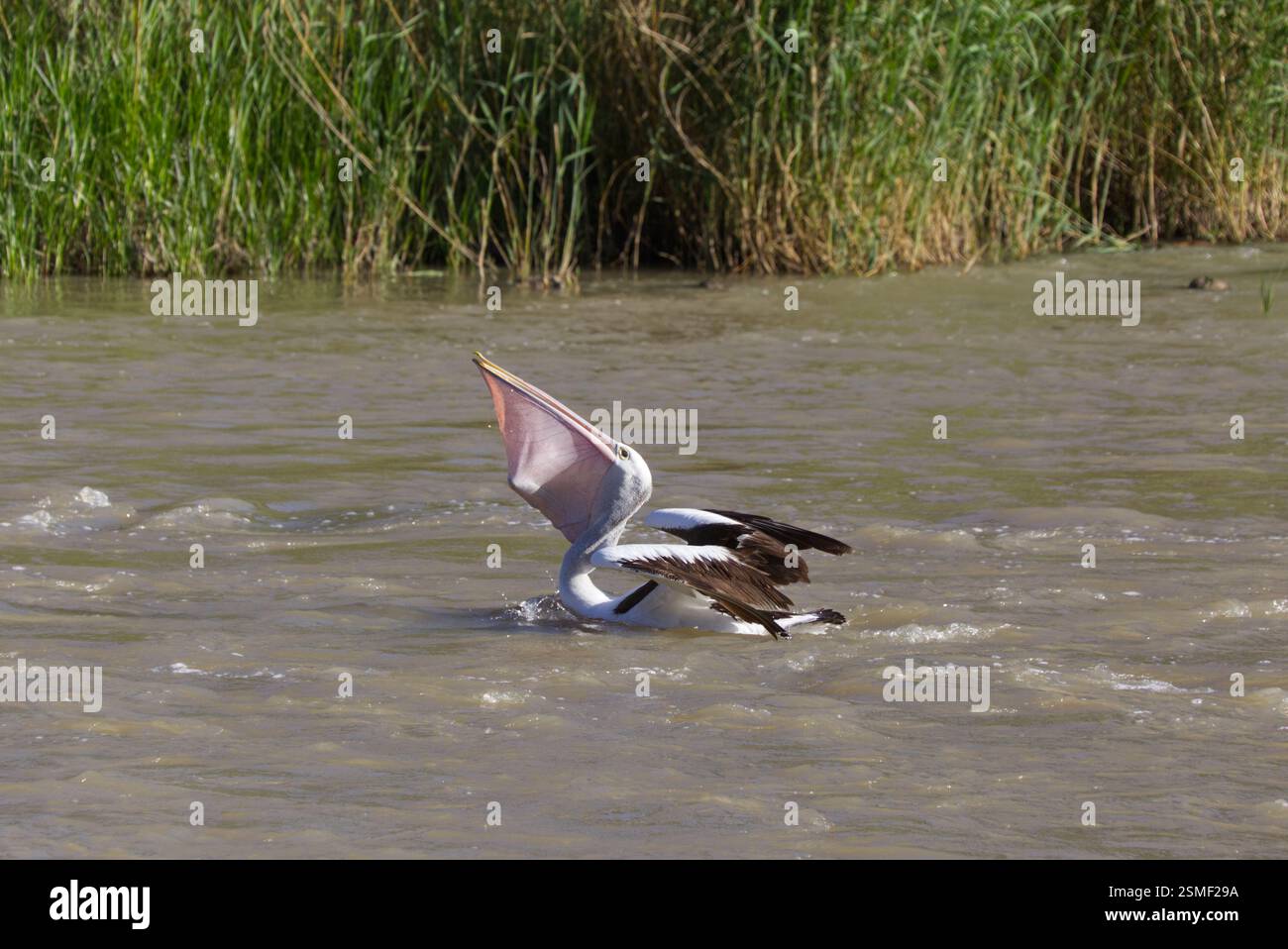 Australian Pelican with catch of the day fishing amongst the Aboriginal ...