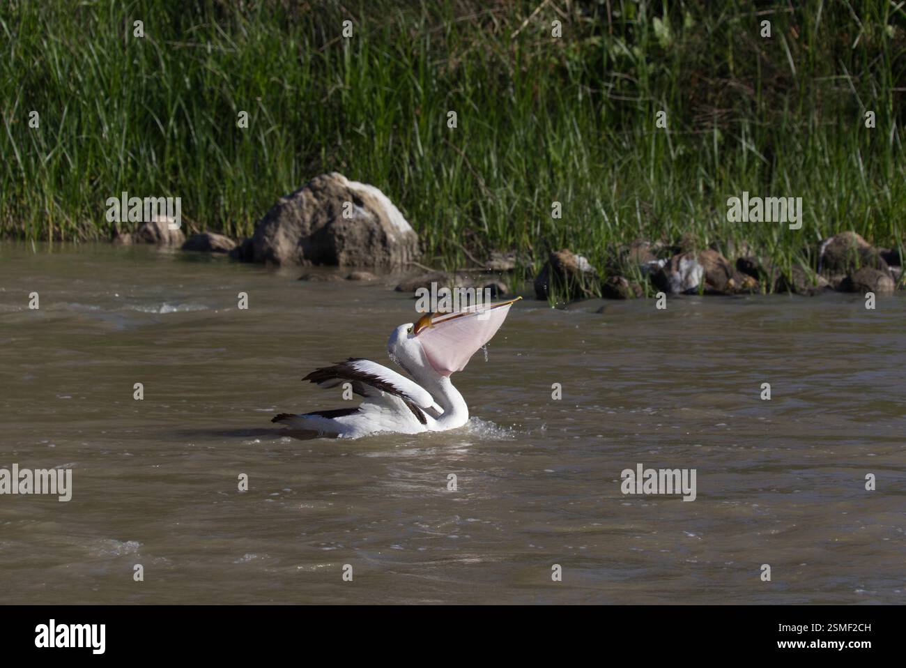 Australian Pelican with fish in it's bill fishing amongst the ...