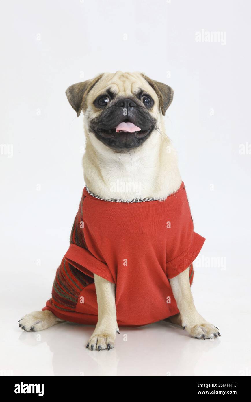 Dog Pug Male Black Muzzle innocence in red clothing posing on white ...