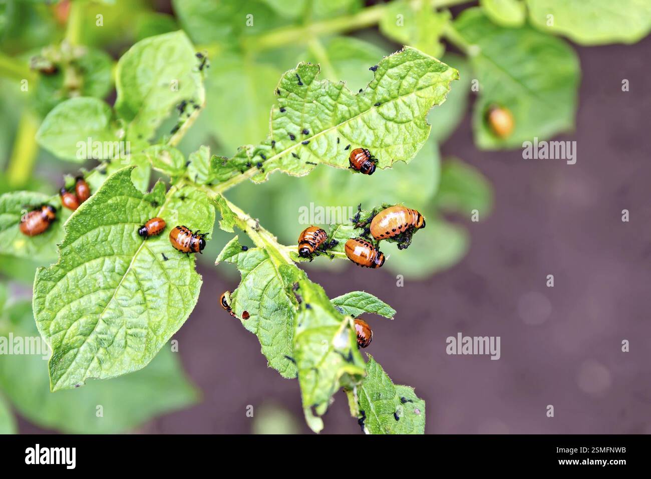 Orange larvae of Colorado potato beetle on potato leaves green Stock ...