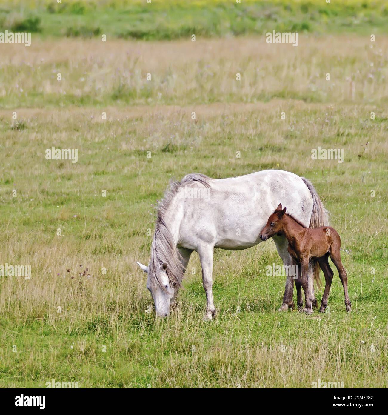 White horse with bay colt grazing on green meadow Stock Photo - Alamy