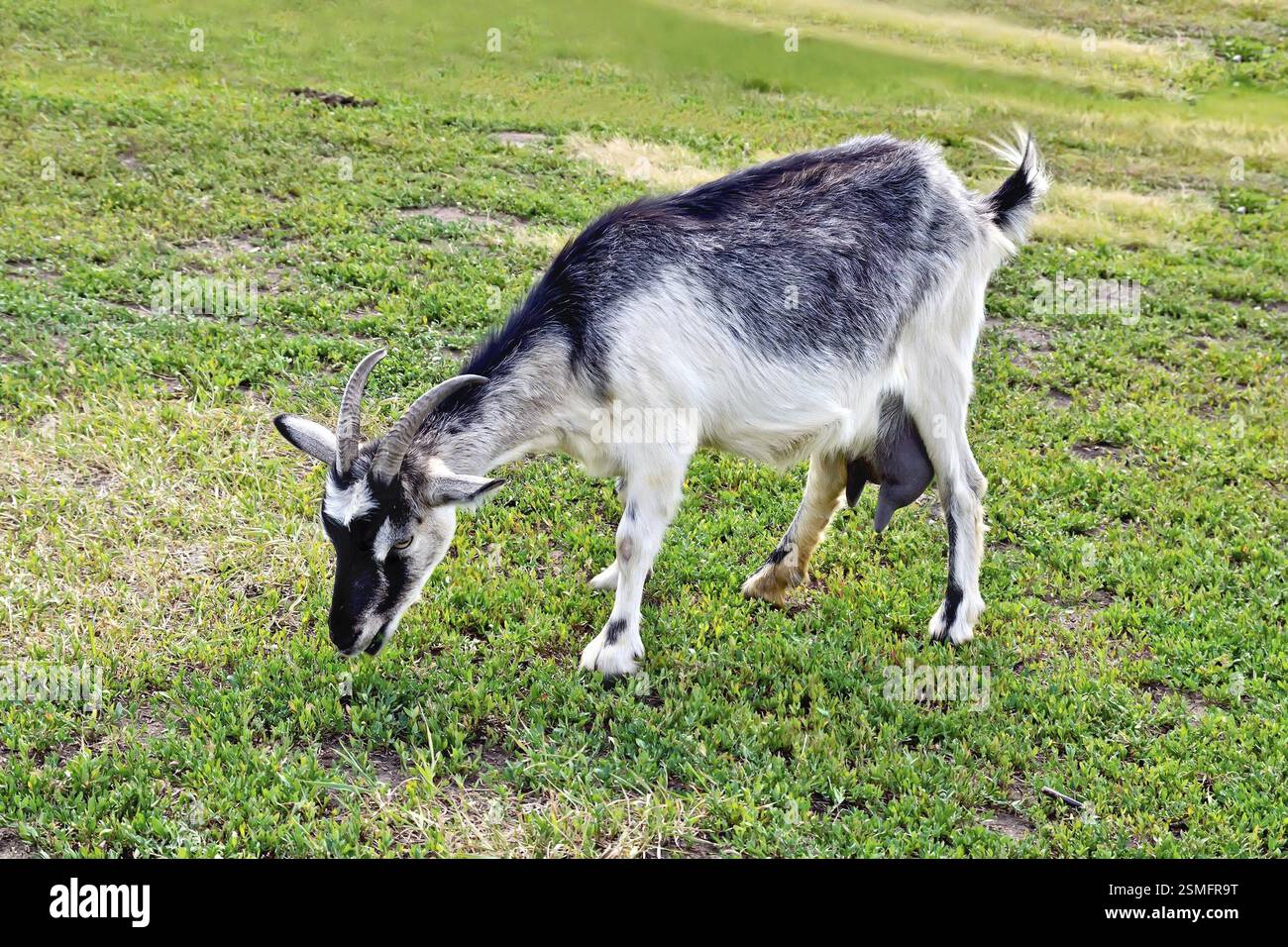 Goat gray and white on a background of green grass Stock Photo - Alamy