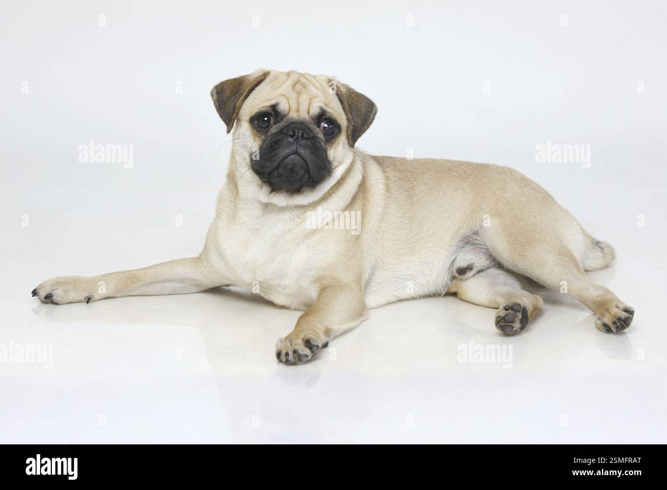 Dog Pug Male Black Muzzle sober peaceful posing on white background ...