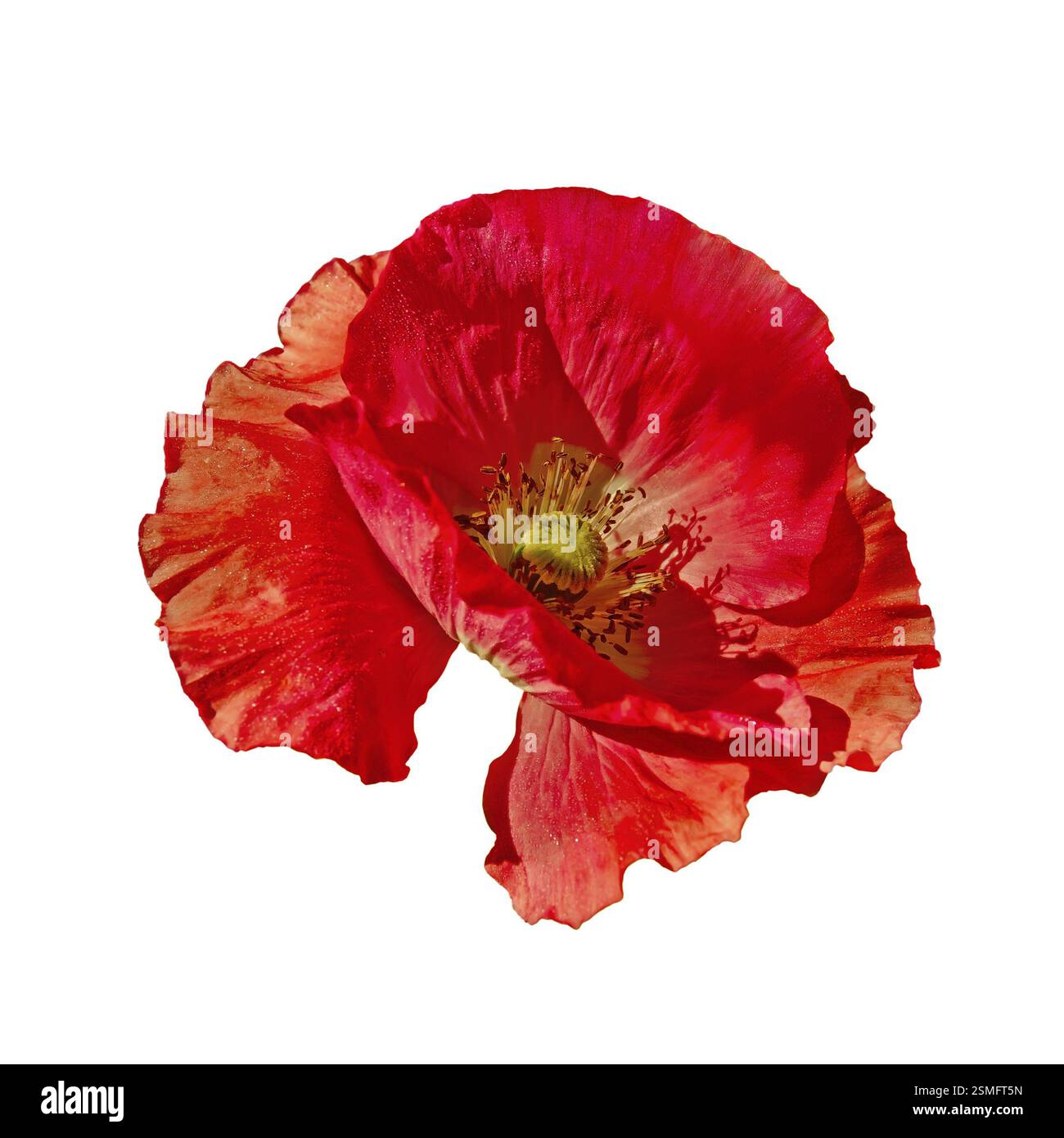 One red poppy with a side view isolated on white background Stock Photo ...