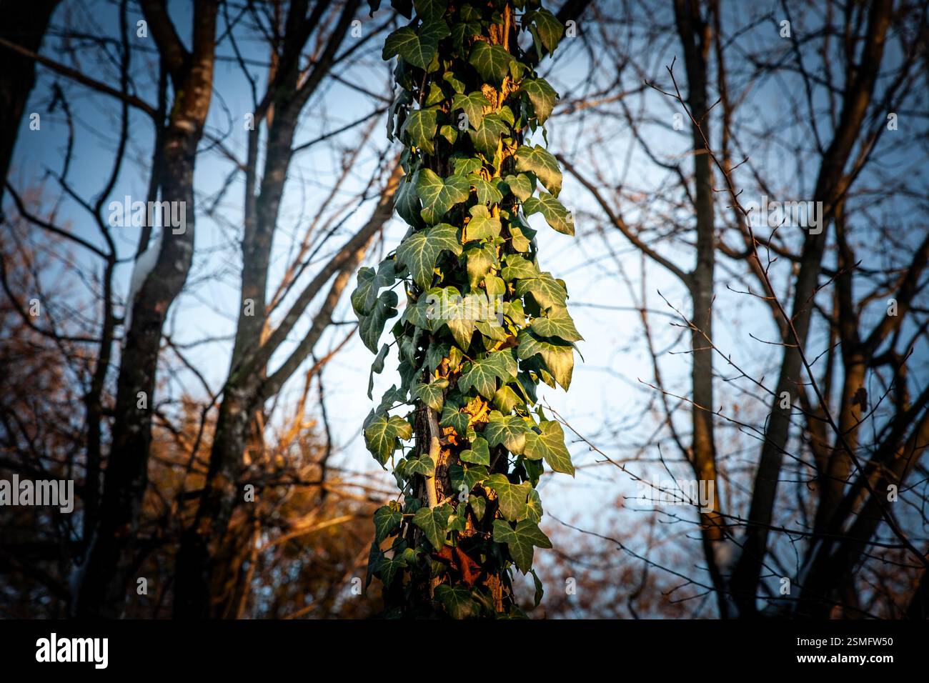 Selective blur on cluster of common ivy (Hedera helix) coils up a tree ...