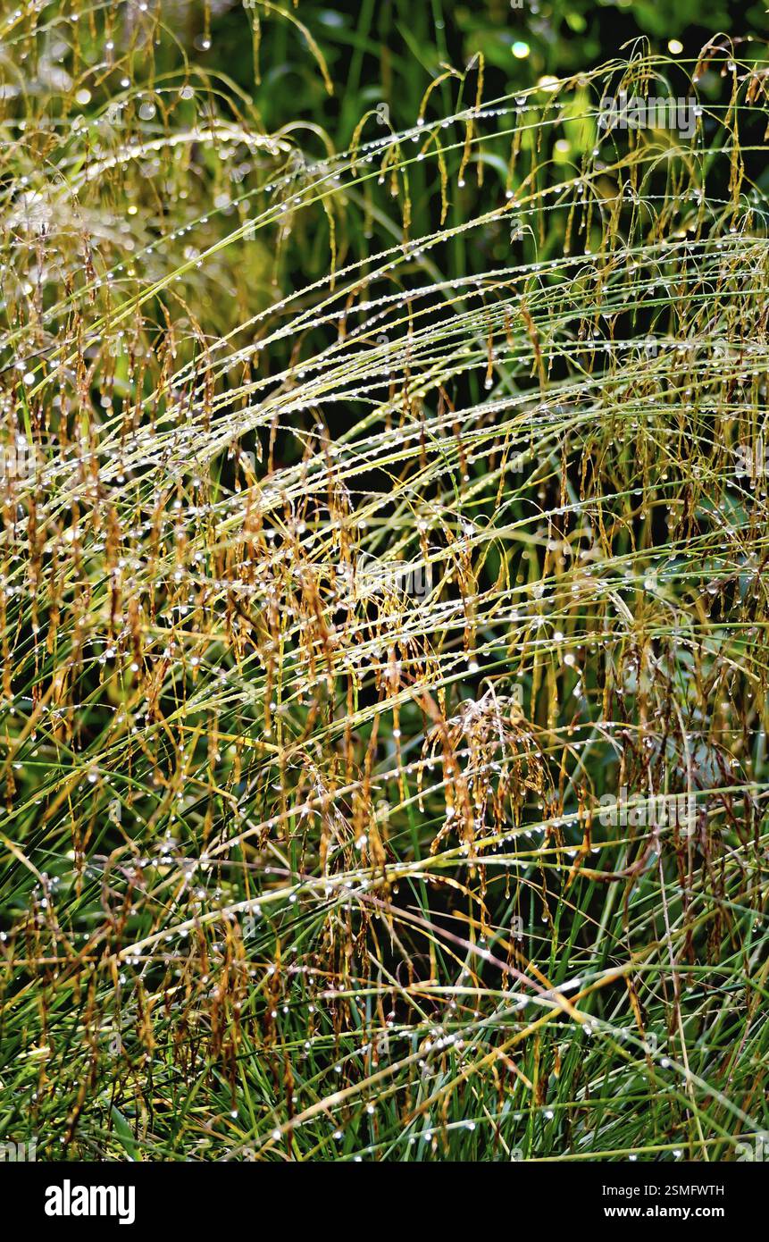 Morning dew on a yellow and green grass Stock Photo - Alamy