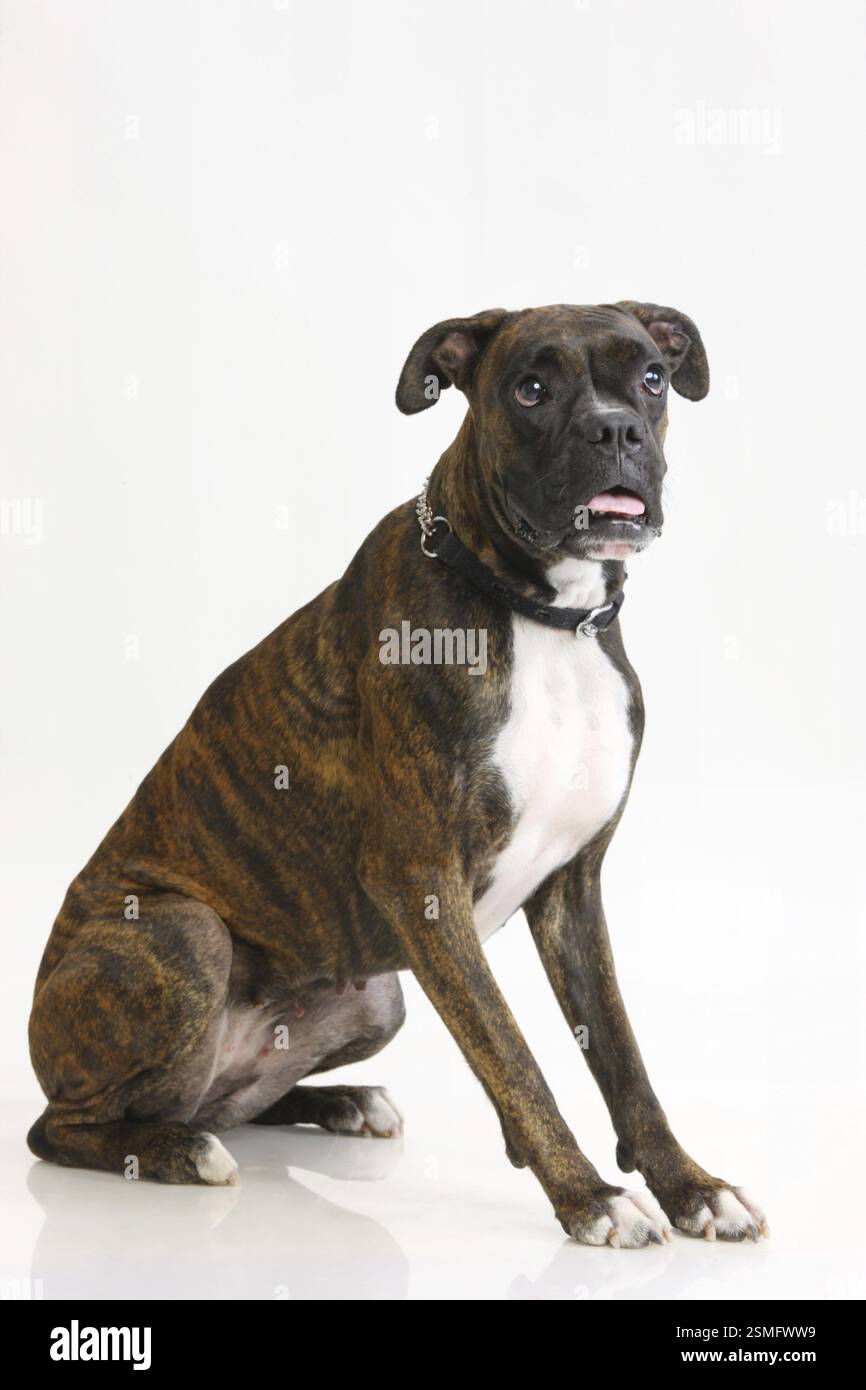 Dog Boxer female Brindal brindled orderly posing on white background ...