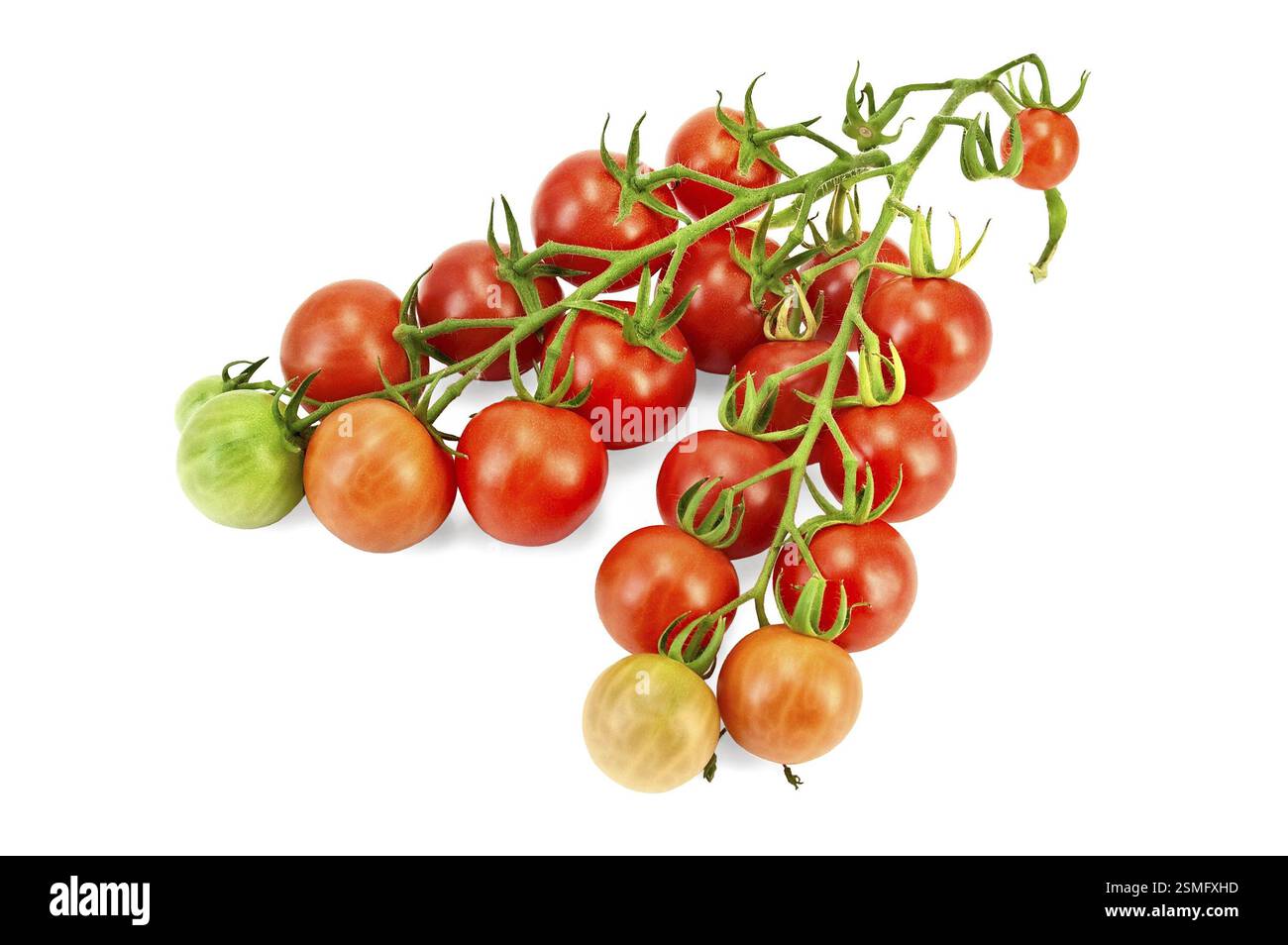 Two clusters of small red tomatoes on a branch isolated on a white ...