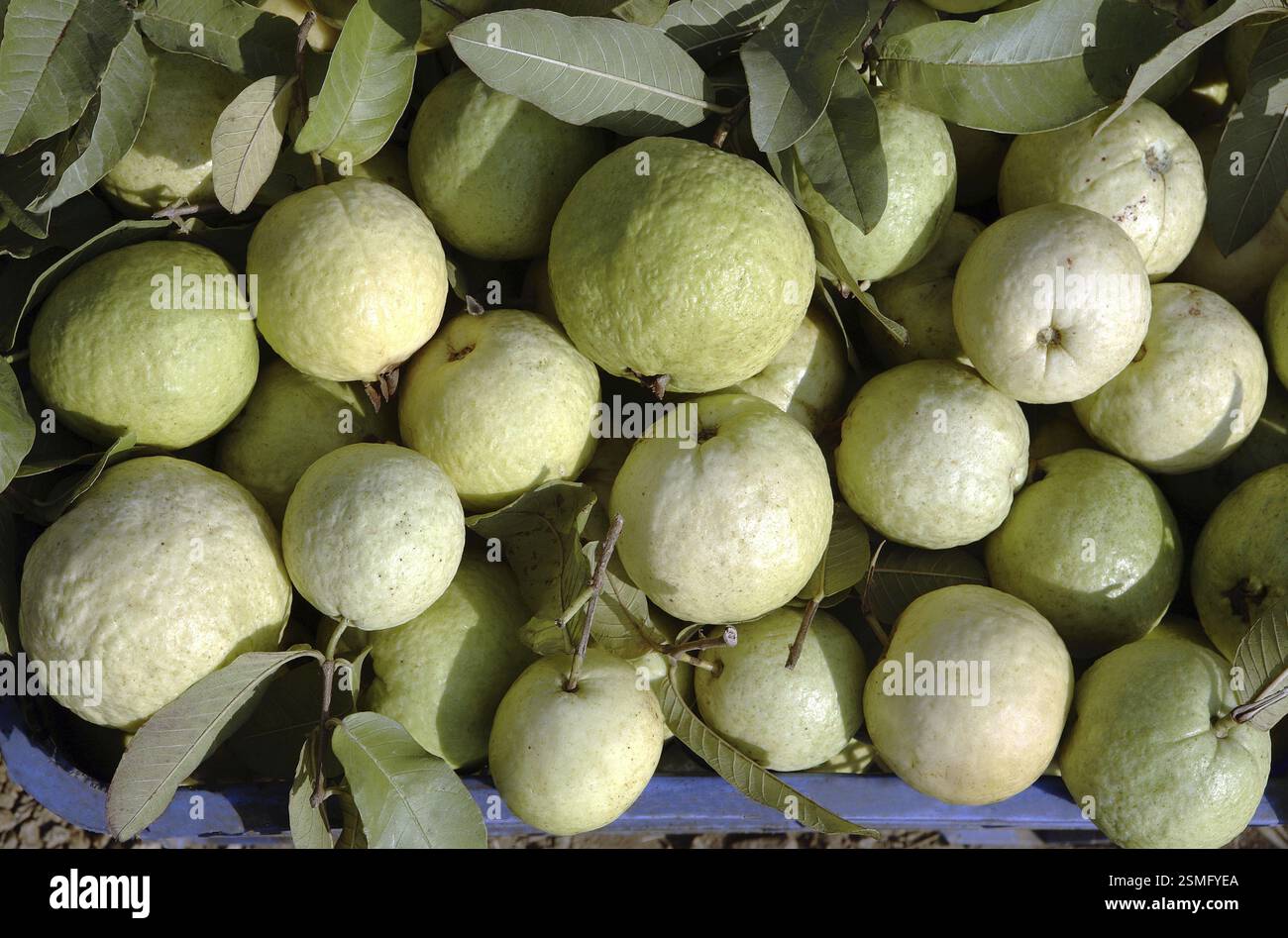 Fruit, guava, India, Asia Stock Photo - Alamy