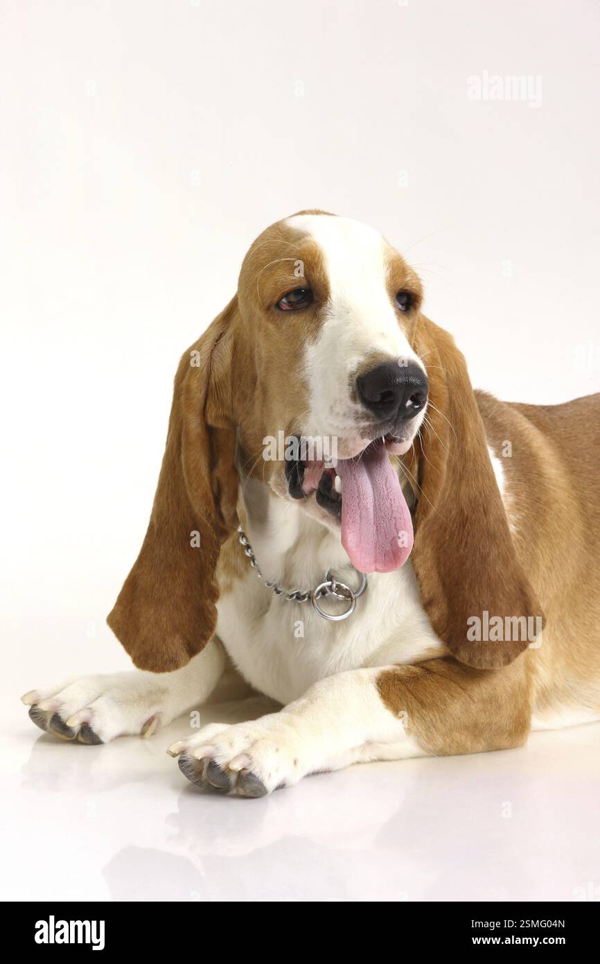Dog Basset Hound female posing on white background Stock Photo - Alamy