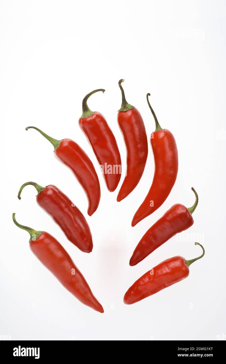 Indian spices, eight red chilly or chillies capsicum annuum on white ...