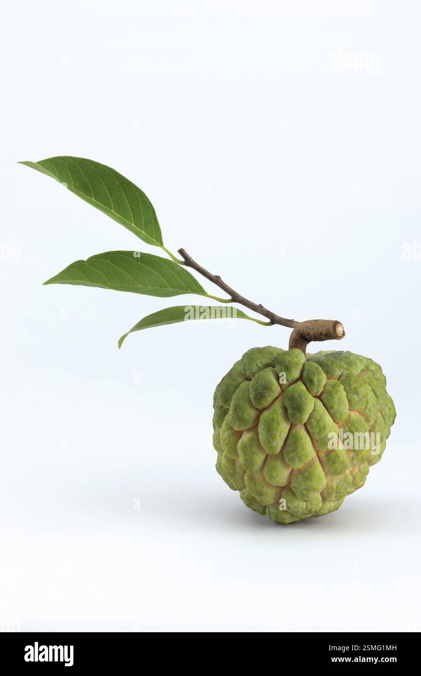 Fruits, custard apple or sitaphal annona squamosa sugar apple on white ...
