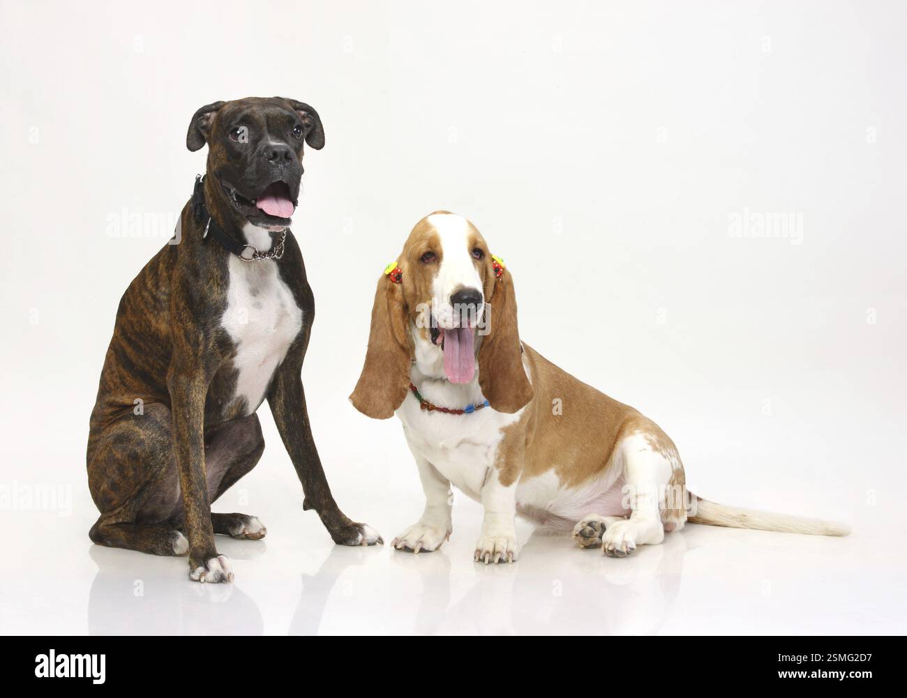 Dogs Boxer Brindal and Basset Hound female friendship posing on white ...