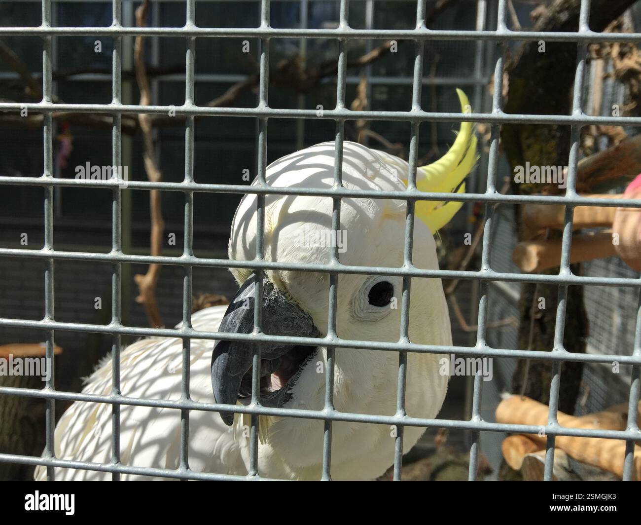 The Czech Republic. White cockatoo with yellow crest, curious expression, beak slightly open ...