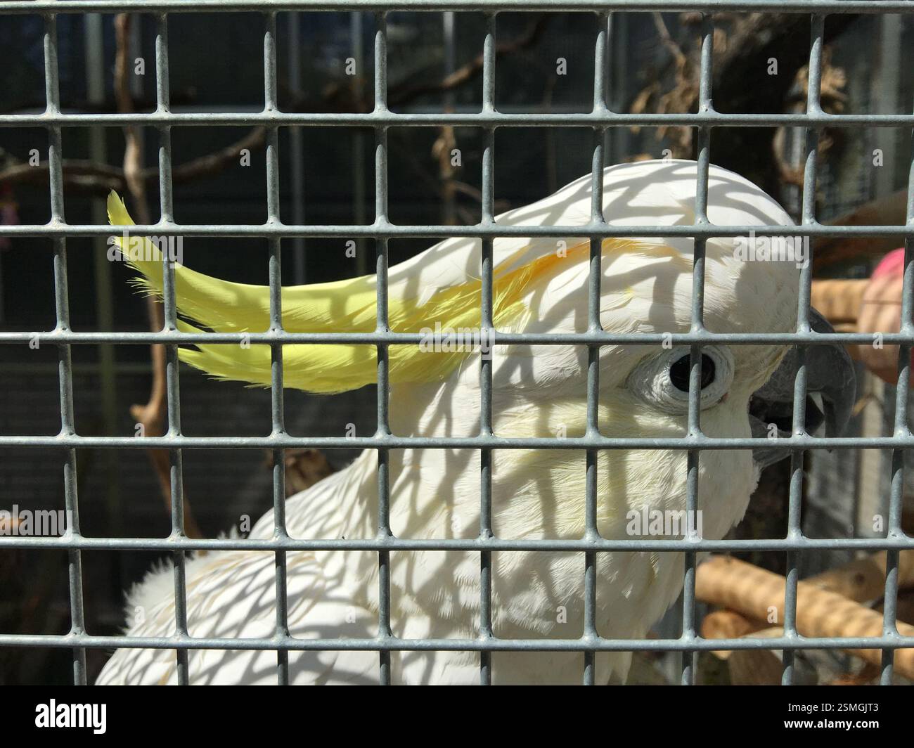 Cockatoo yellow crest cage curiously camera. Cockatoo white feathers ...