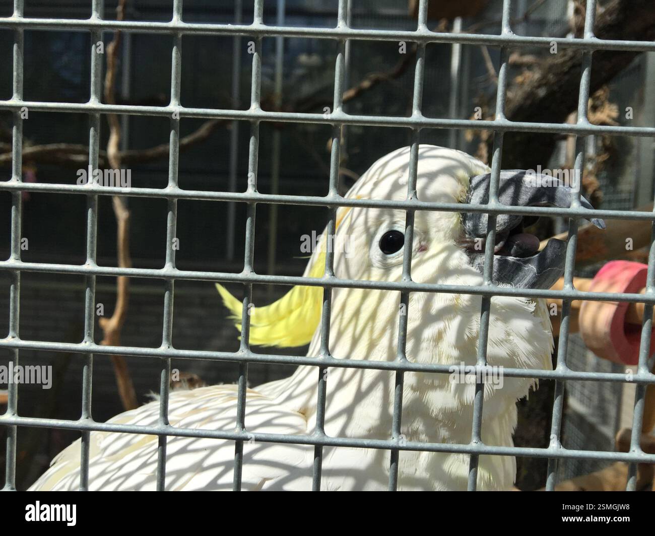 The cockatoo, a symbol of Czech Republic, is a white bird with a yellow ...