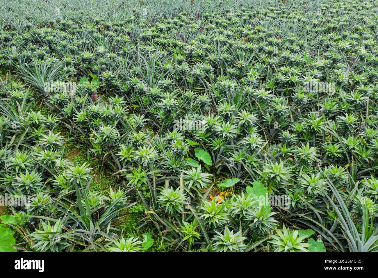An aerial view of a lush pineapple plantation in Madhupur, Tangail ...