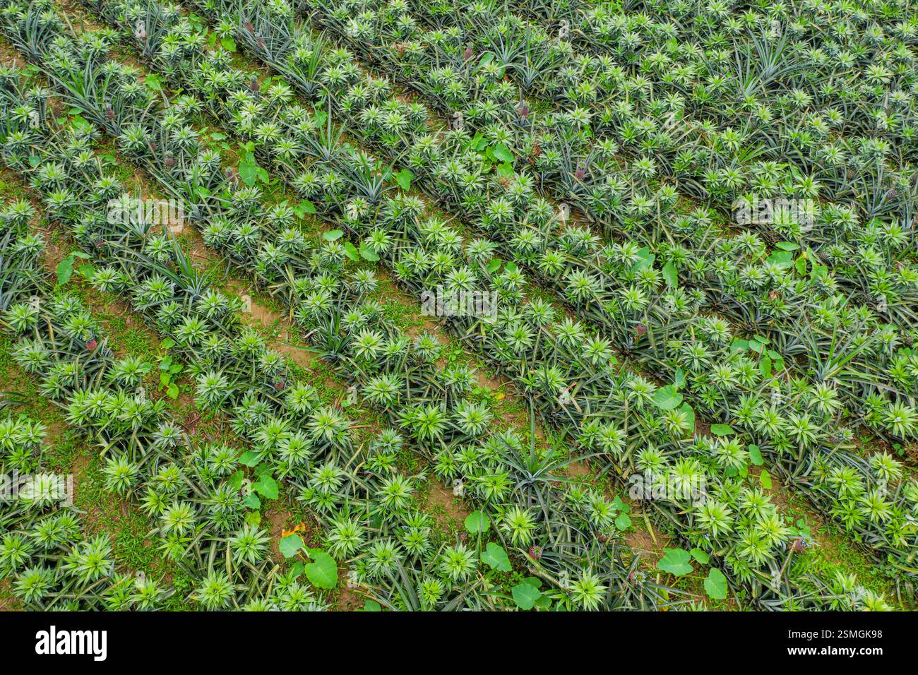An aerial view of a lush pineapple plantation in Madhupur, Tangail ...