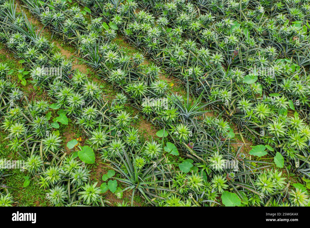 An aerial view of a lush pineapple plantation in Madhupur, Tangail ...