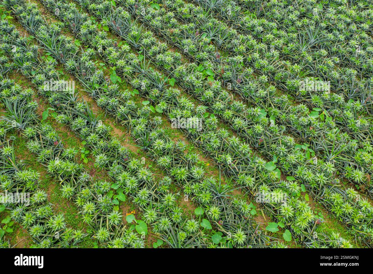 An aerial view of a lush pineapple plantation in Madhupur, Tangail ...