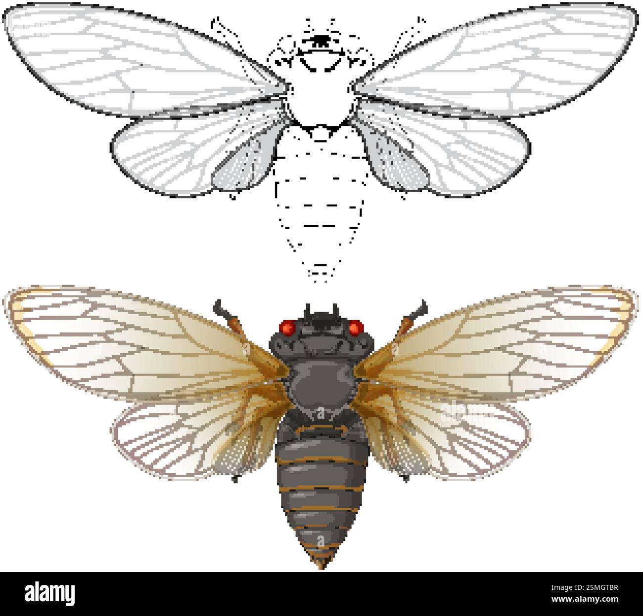 Cicada with intricate wing and body details Stock Vector Image & Art ...