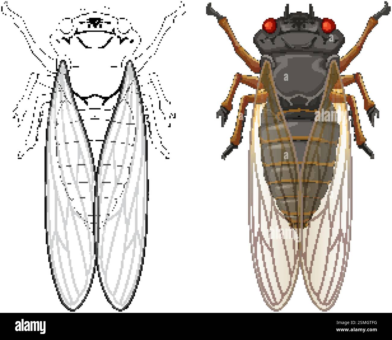 Colorful and line art cicada side by side Stock Vector Image & Art - Alamy