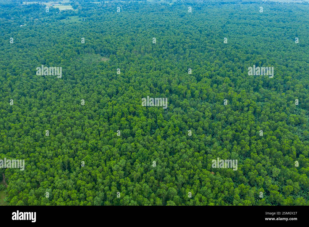 A breathtaking aerial view of Madhupur Forest in Tangail, Bangladesh ...
