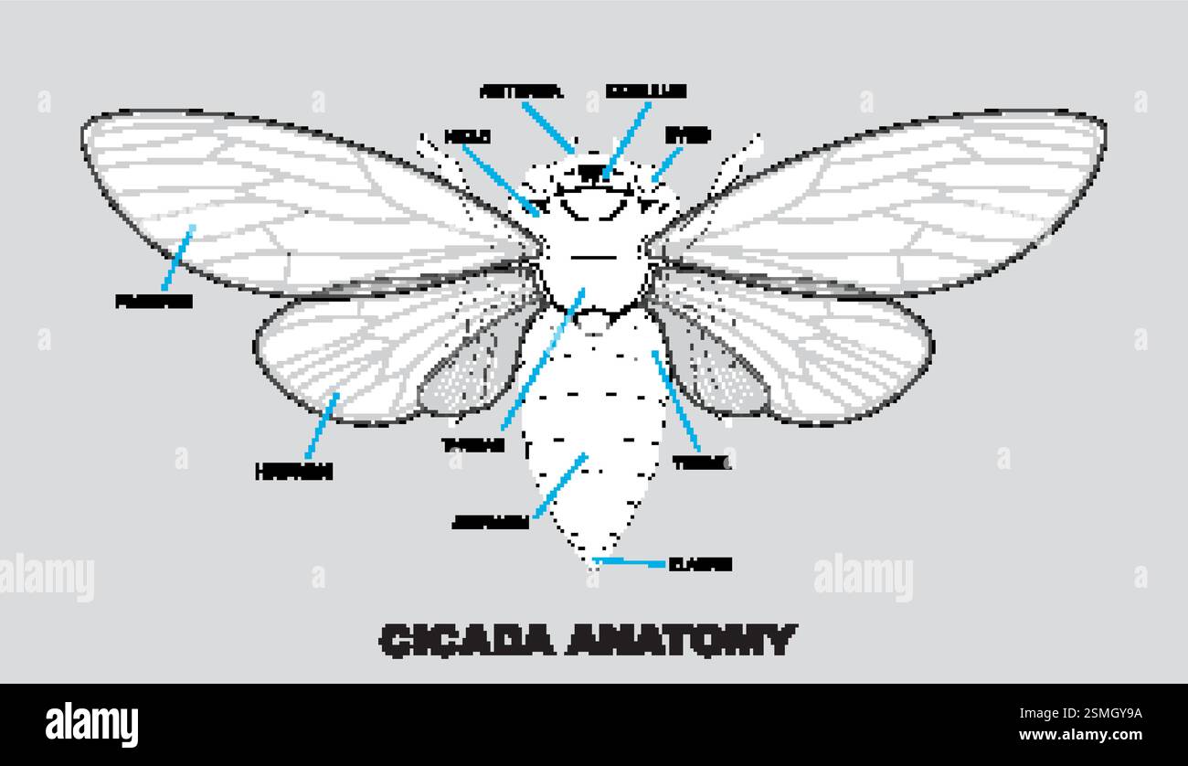 Labeled diagram showcasing cicada's anatomical features Stock Vector ...