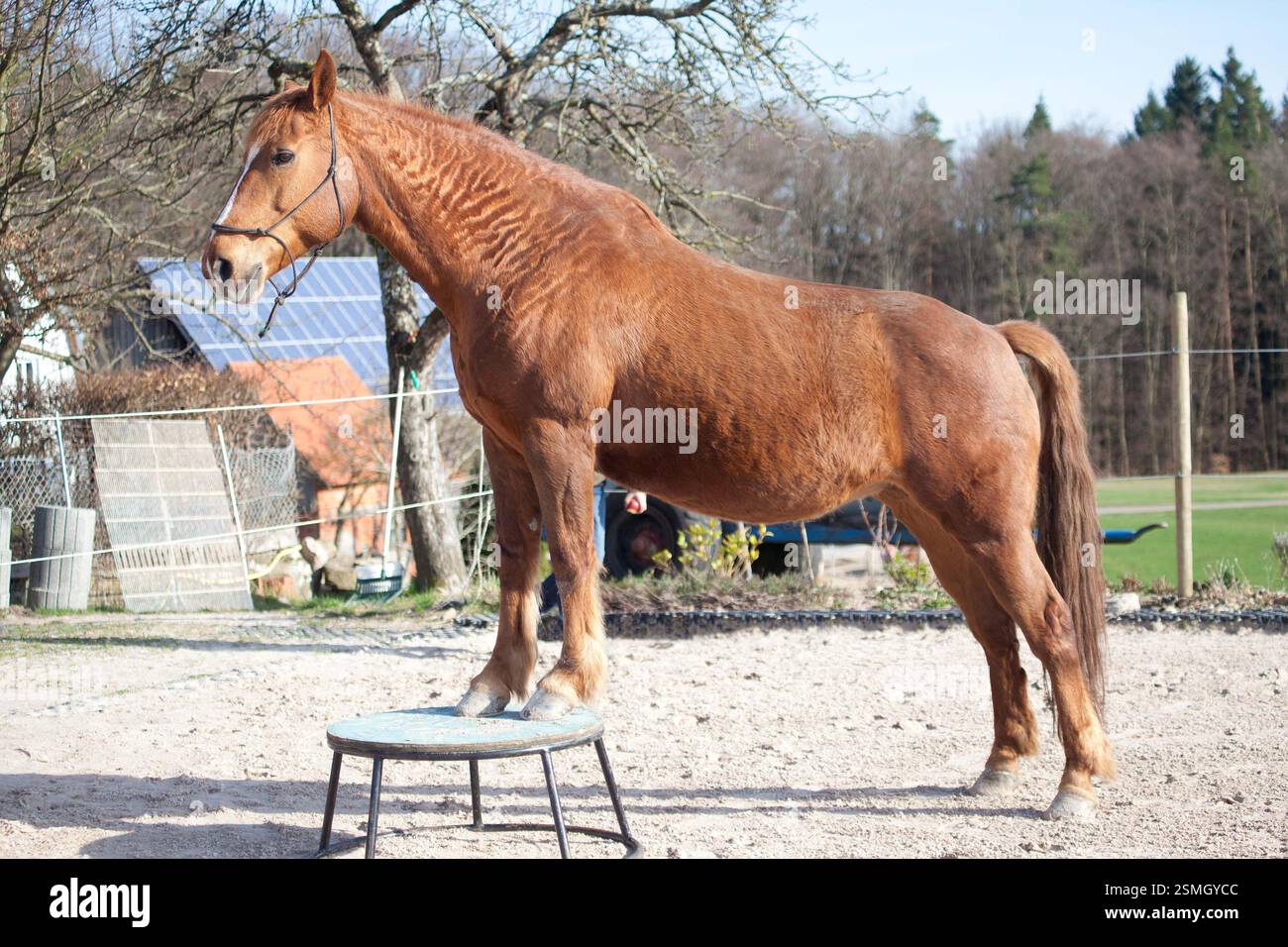Horse trick training with Podium. Horse trail working. Climbing and ...