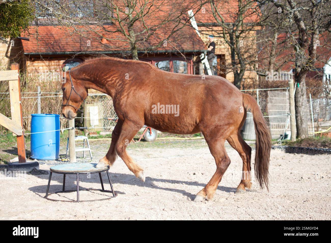 Horse trick training with Podium. Horse trail working. Climbing and ...